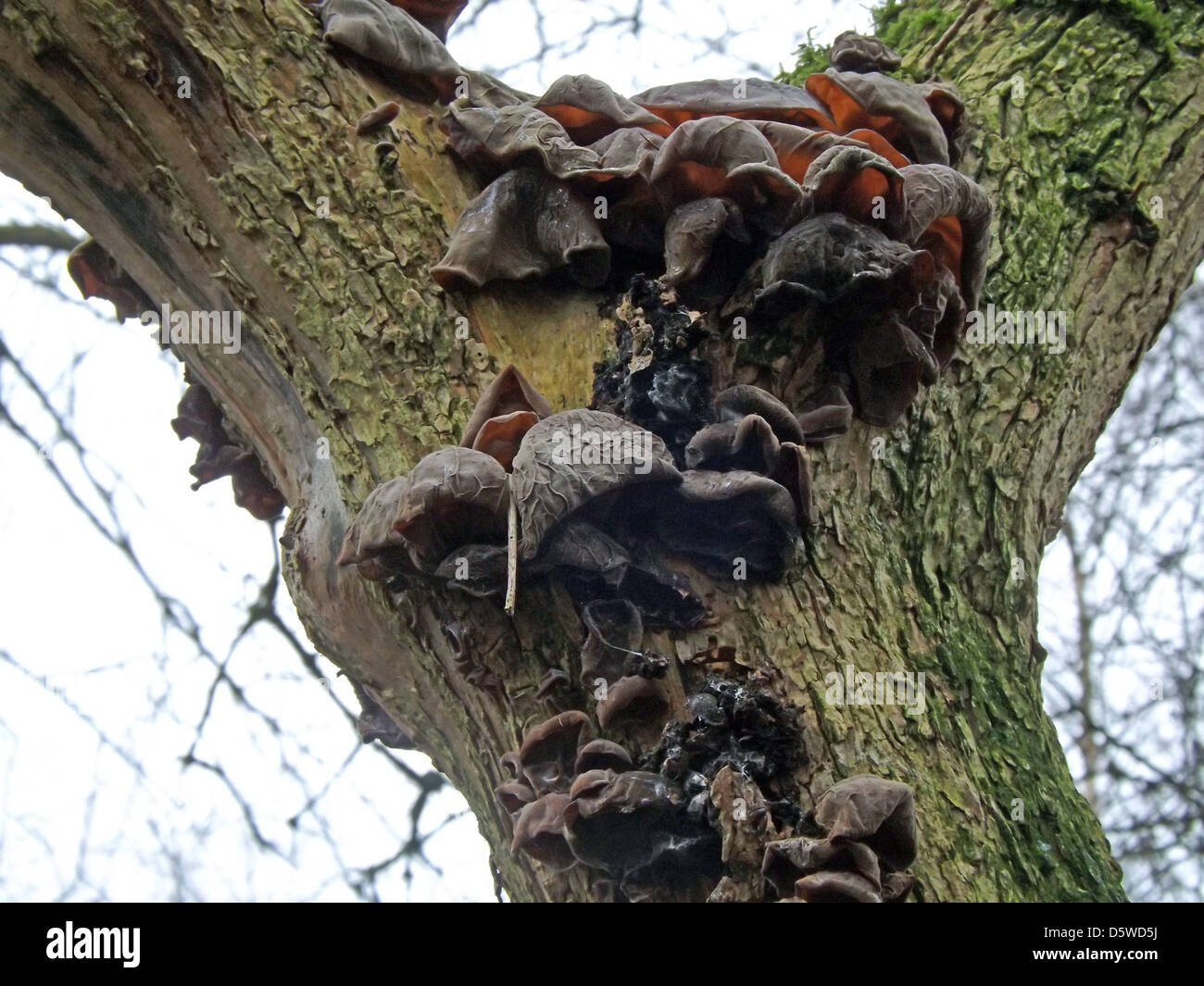 Fungi on a Tree Stock Photo - Alamy