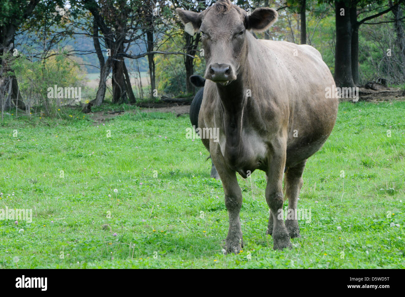 Heritage breed cow in the field in Update New York Stock Photo - Alamy