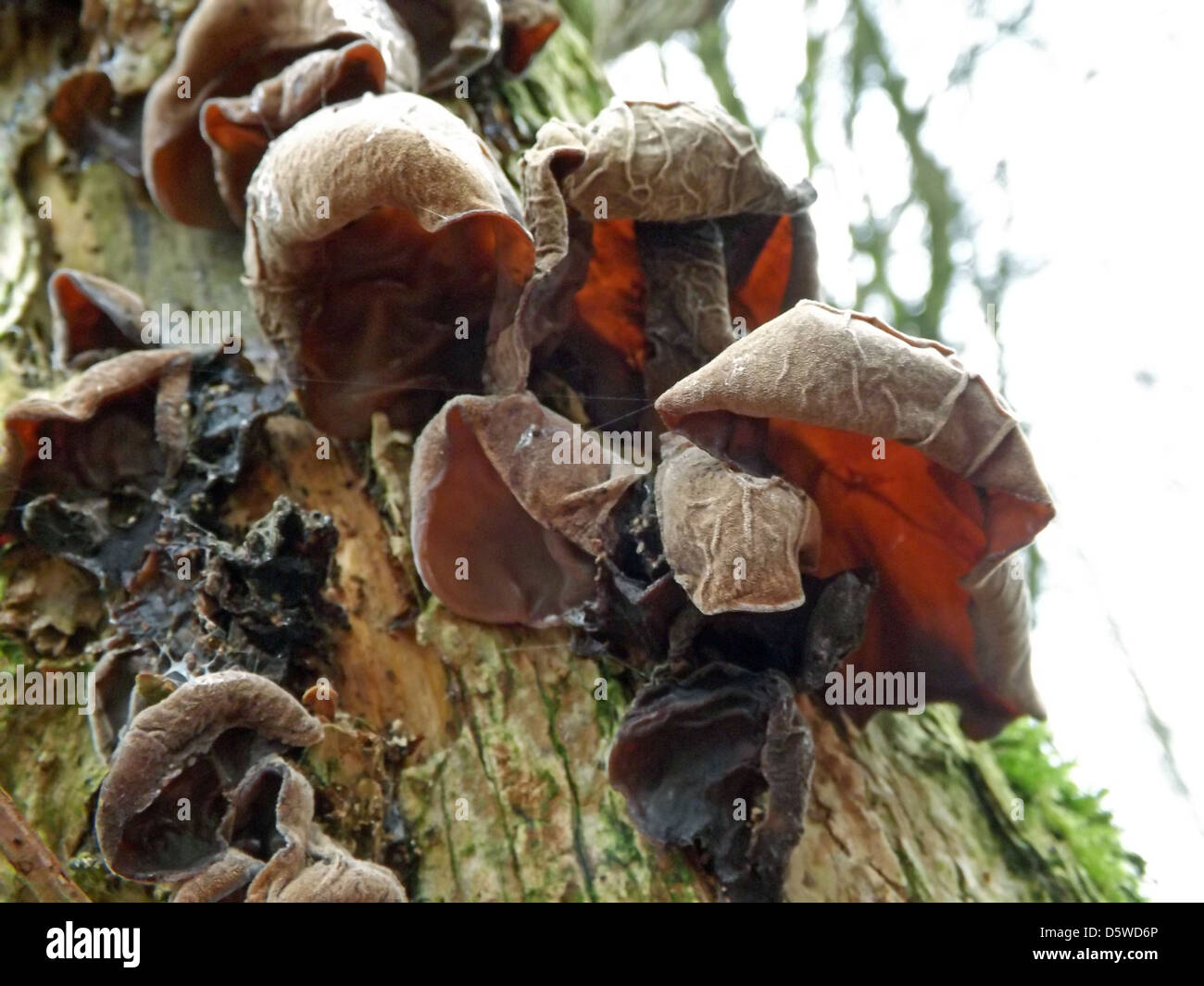 Fungi on a Tree Stock Photo - Alamy