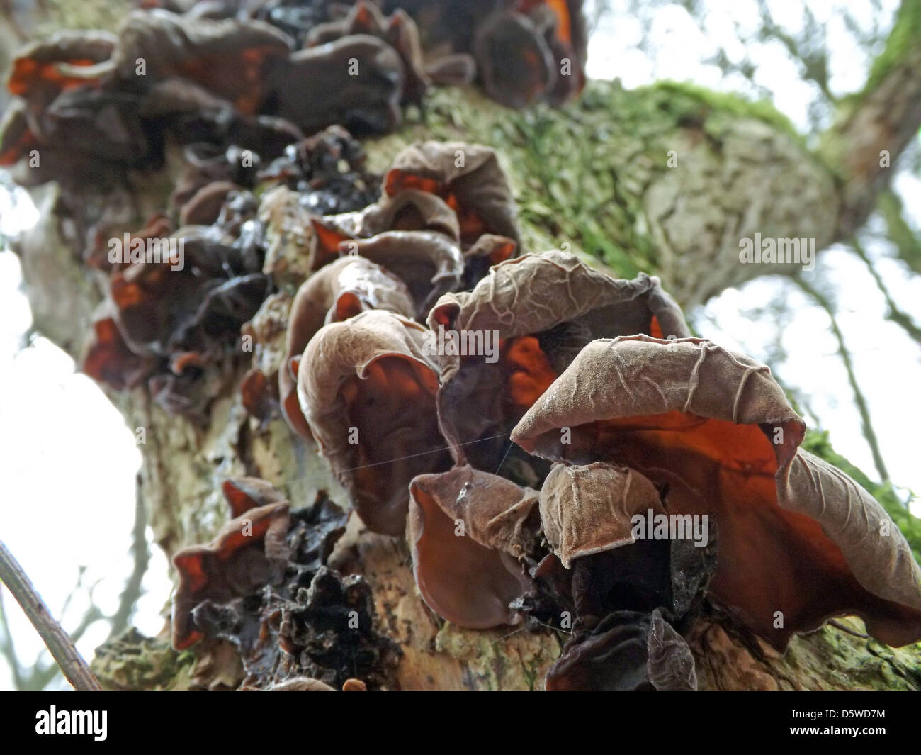 Woods and tree fungi hi-res stock photography and images - Alamy