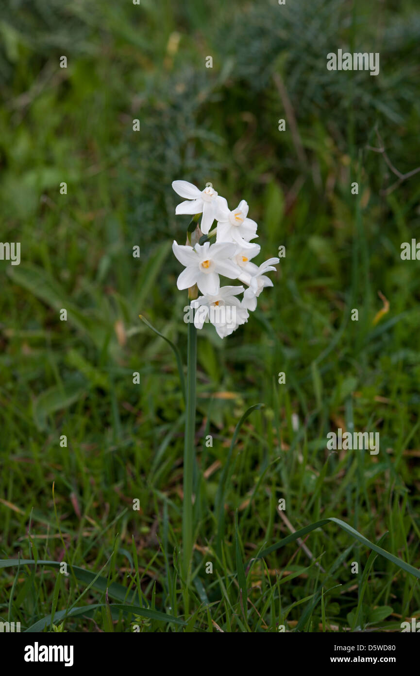 Narcissus papyraceus growing in the Sierras of Andalucia, Southern ...