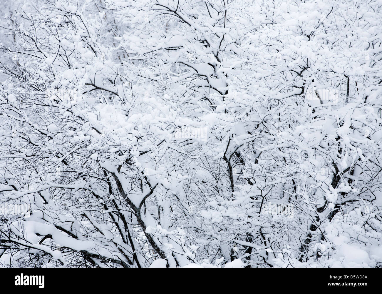 Snowy tree branches , Finland Stock Photo - Alamy