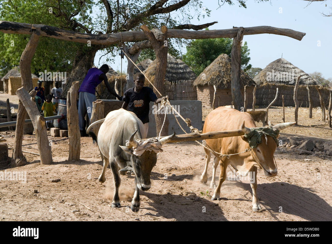 Gambia: Sambel Kunda village / oxen pulling water from well Stock Photo ...