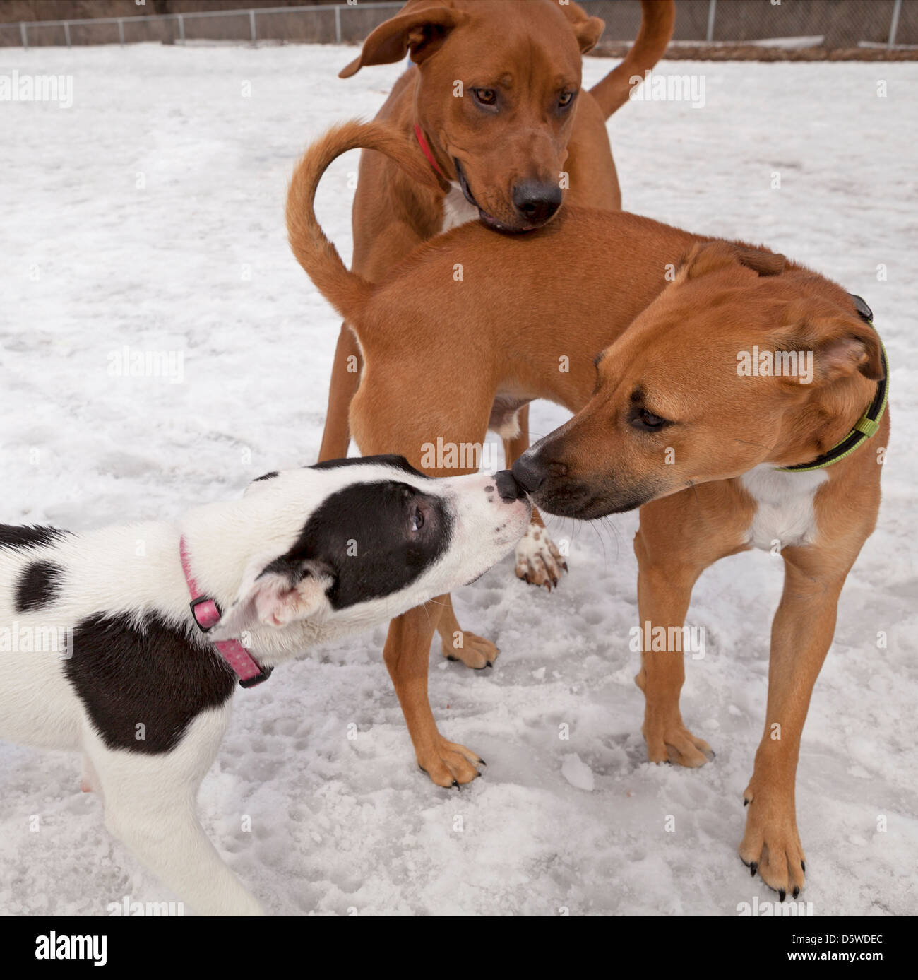 Three dogs get to know each other at a dog park Stock Photo - Alamy