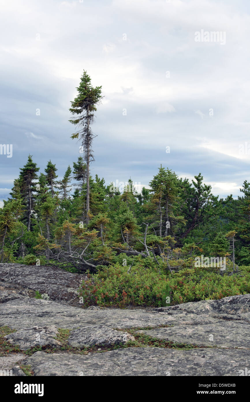 Canada boreal coniferous forest hi-res stock photography and images - Alamy