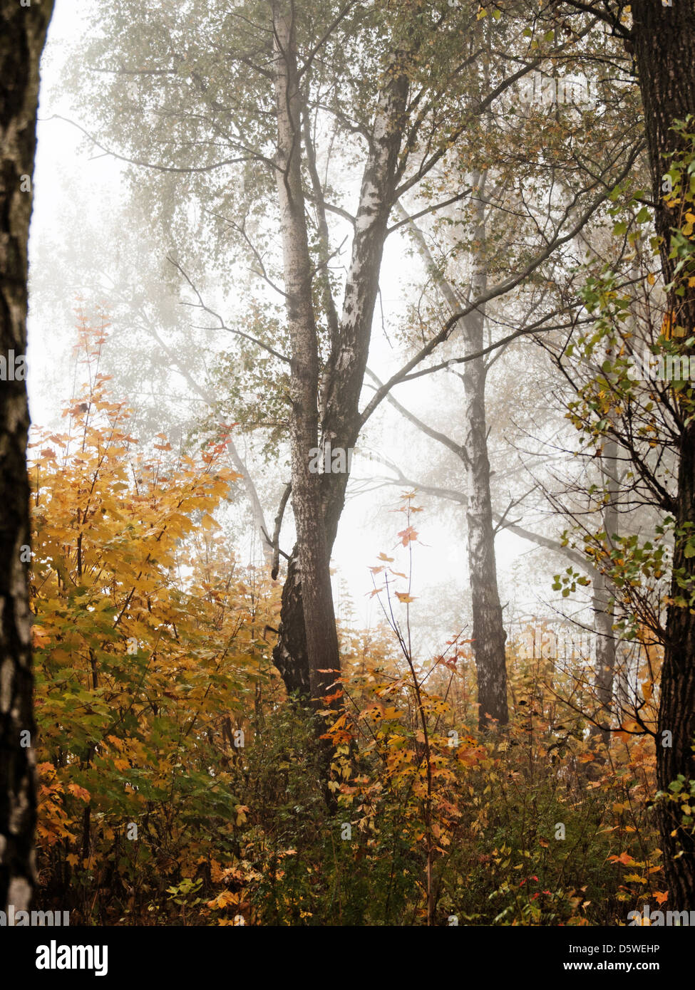 Autumn trees and fog Stock Photo - Alamy