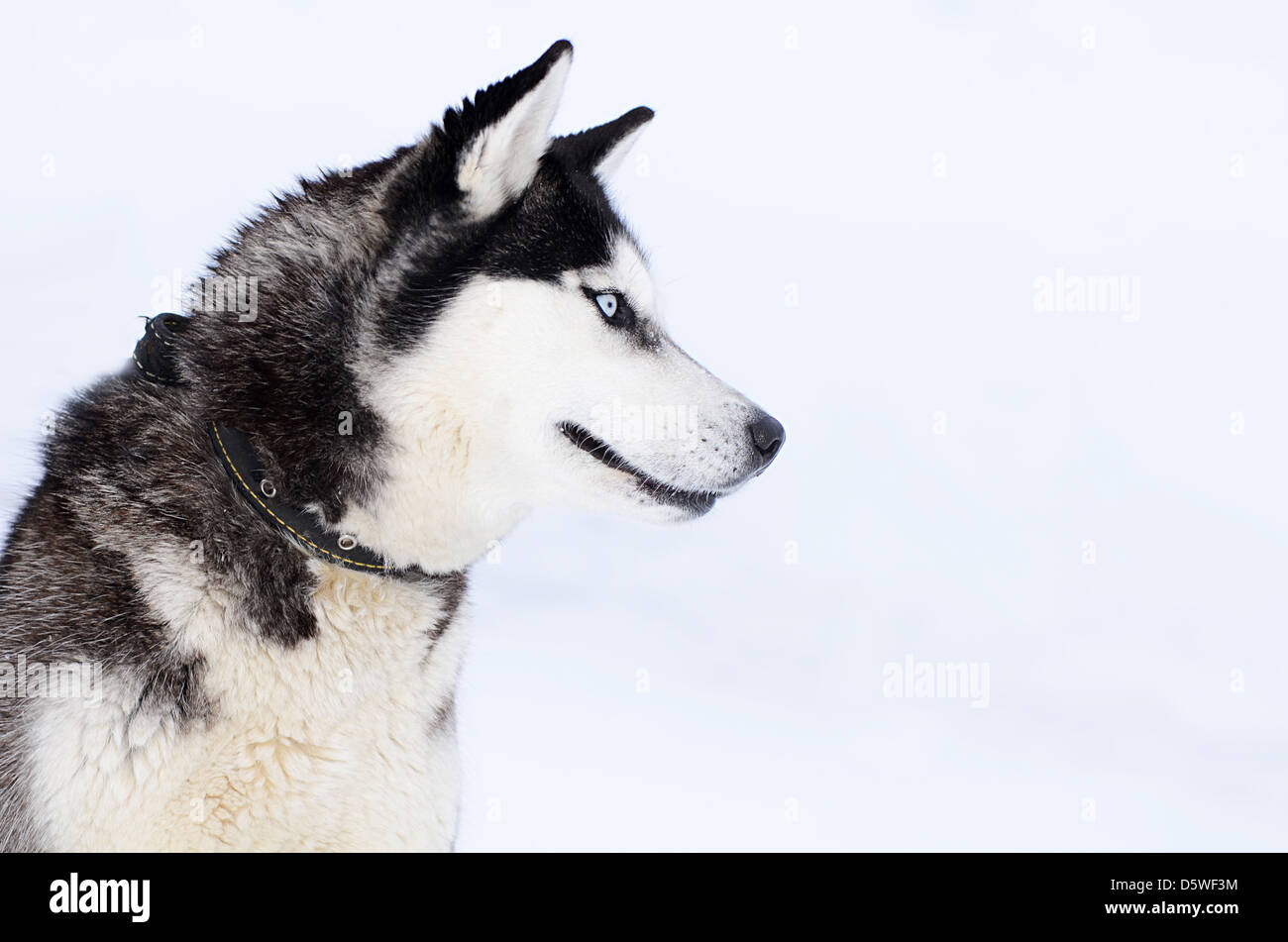 Dog Siberian husky in the winter Stock Photo - Alamy