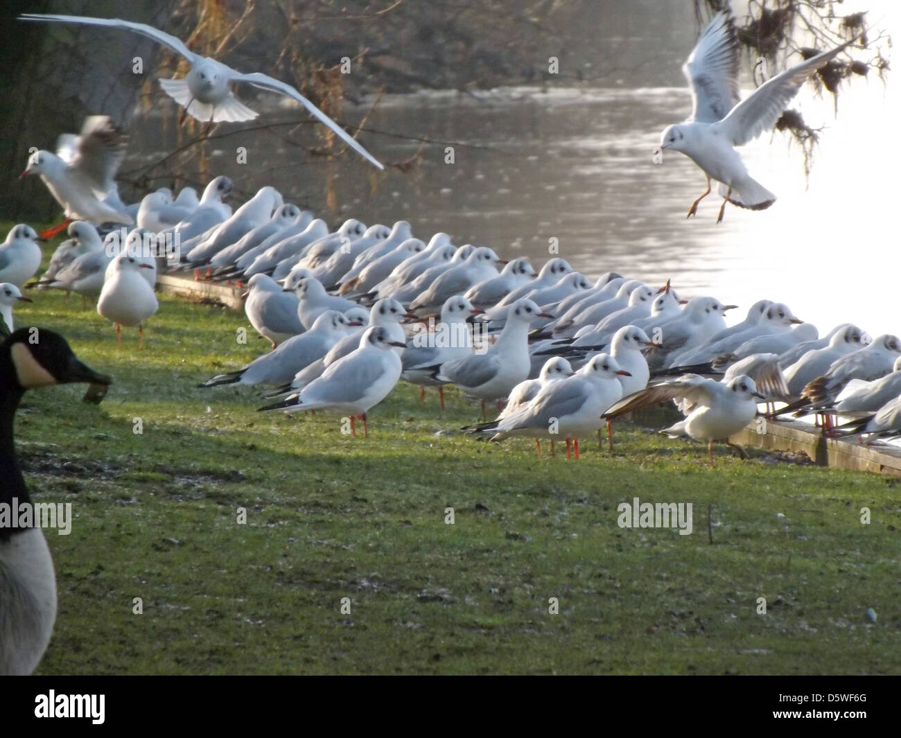 Trent Washlands High Resolution Stock Photography and Images - Alamy