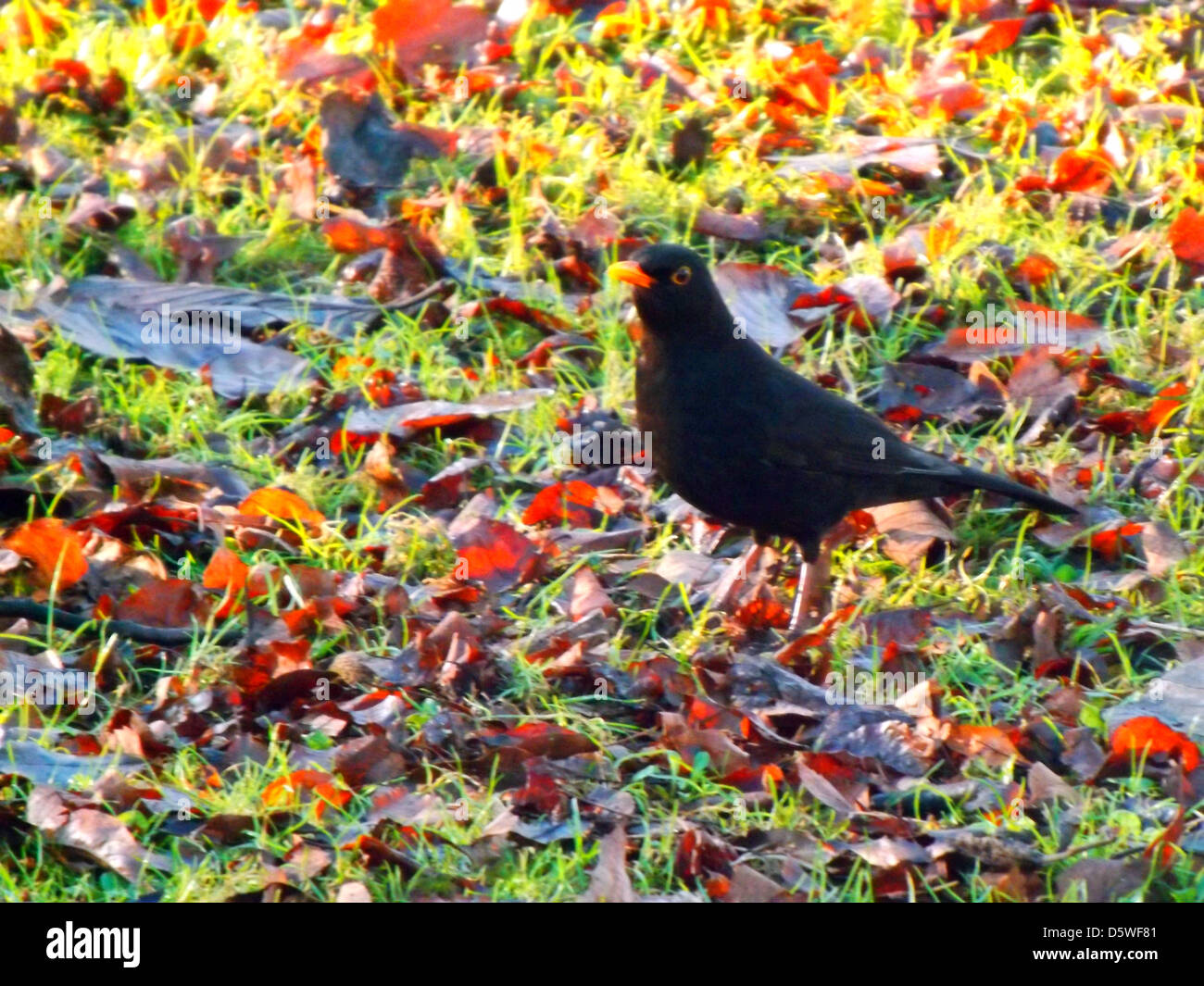 Birds in Leaves Stock Photo - Alamy