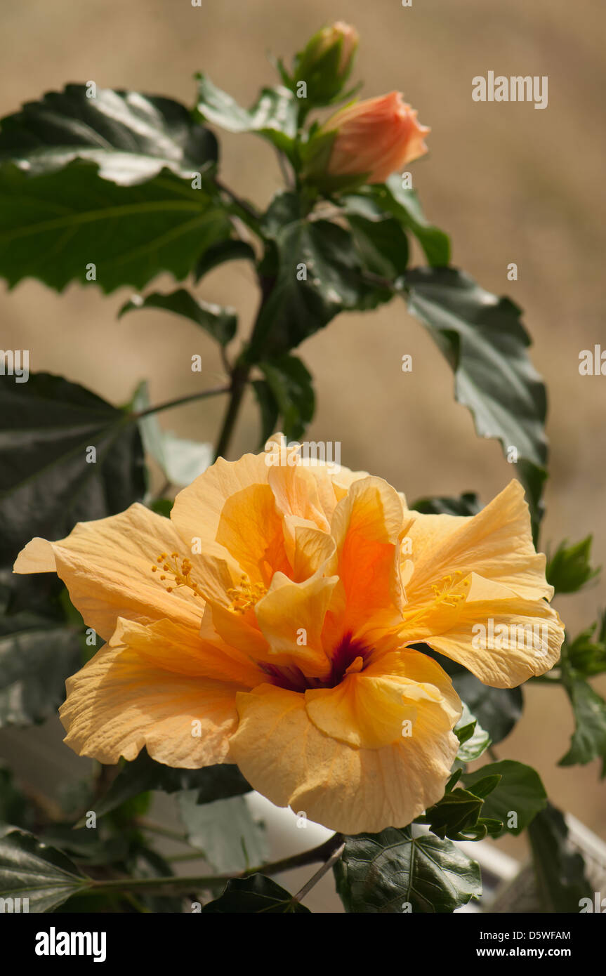 Hawaii blumen hi-res stock photography and images - Alamy