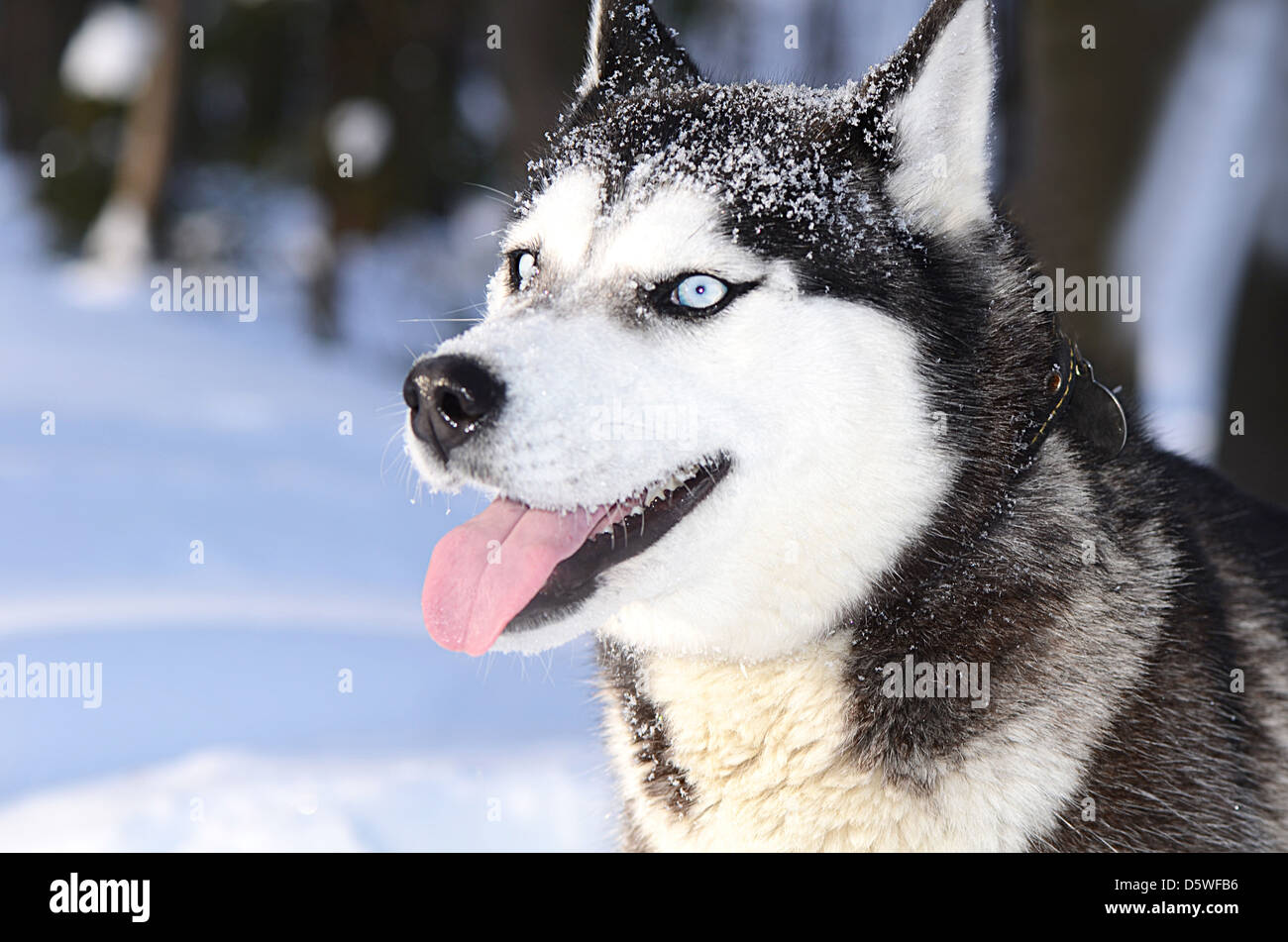 The dog Siberian husky in the winter Stock Photo - Alamy