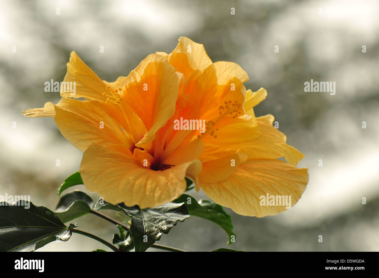 Blumen hawaii hi-res stock photography and images - Alamy