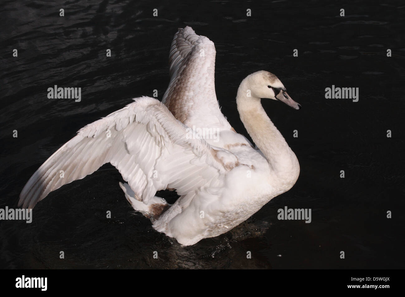 A swan cygnet stretches it's wings Stock Photo - Alamy