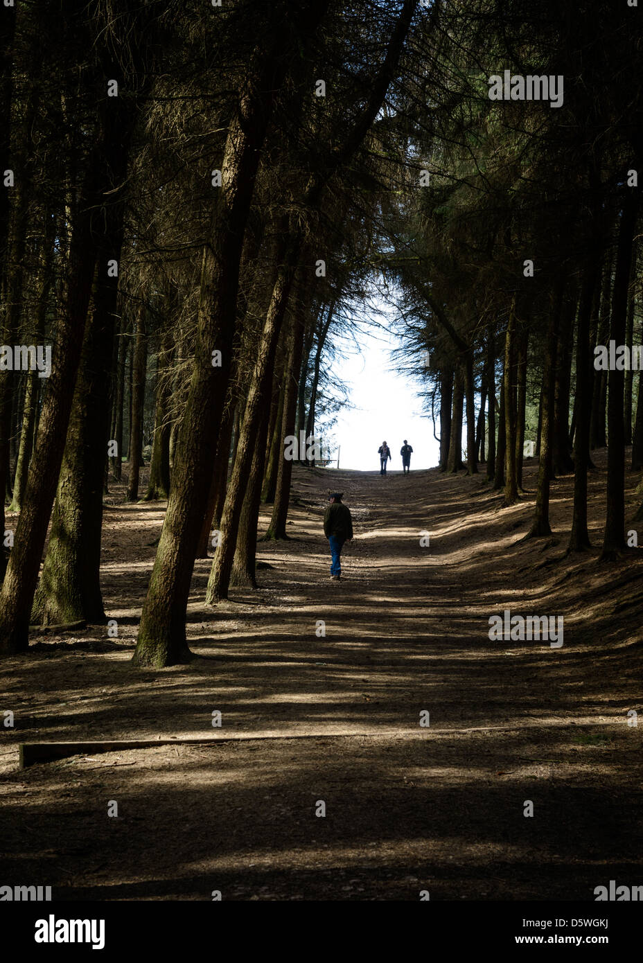The light at the end of a dark forest at beacon fell Stock Photo - Alamy