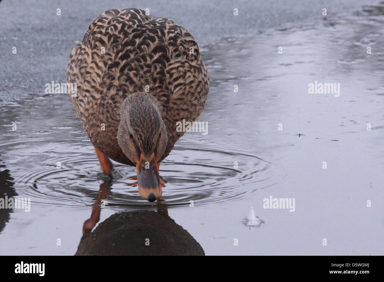 A female mallard duck is drinking water in an icy pond Stock Photo - Alamy