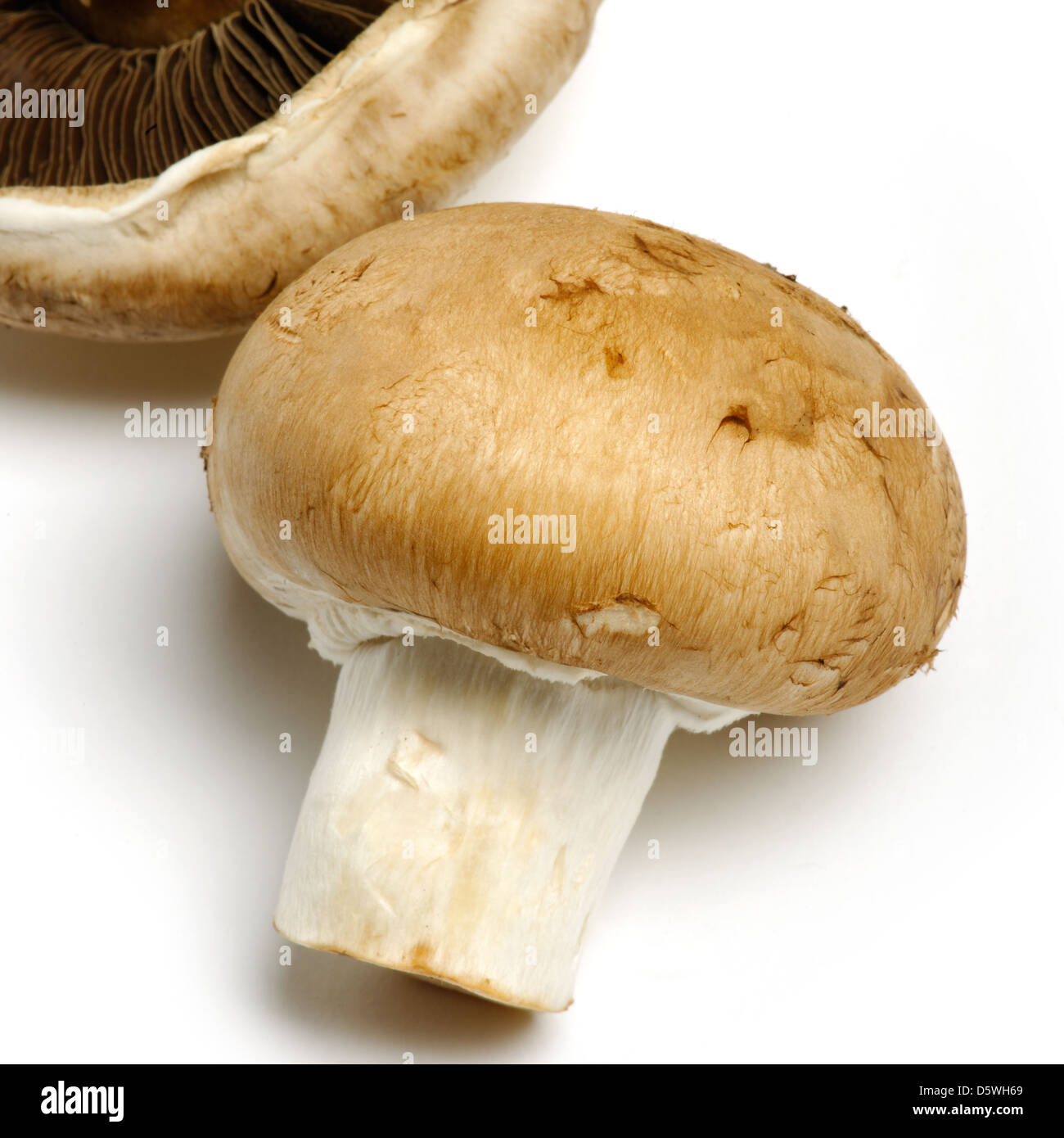 Raw chestnut mushrooms hi-res stock photography and images - Alamy