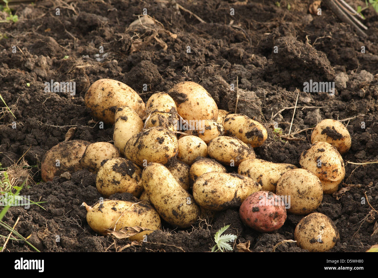 Freshly dug up potatoes, the new potatoes are covered with earth Stock ...