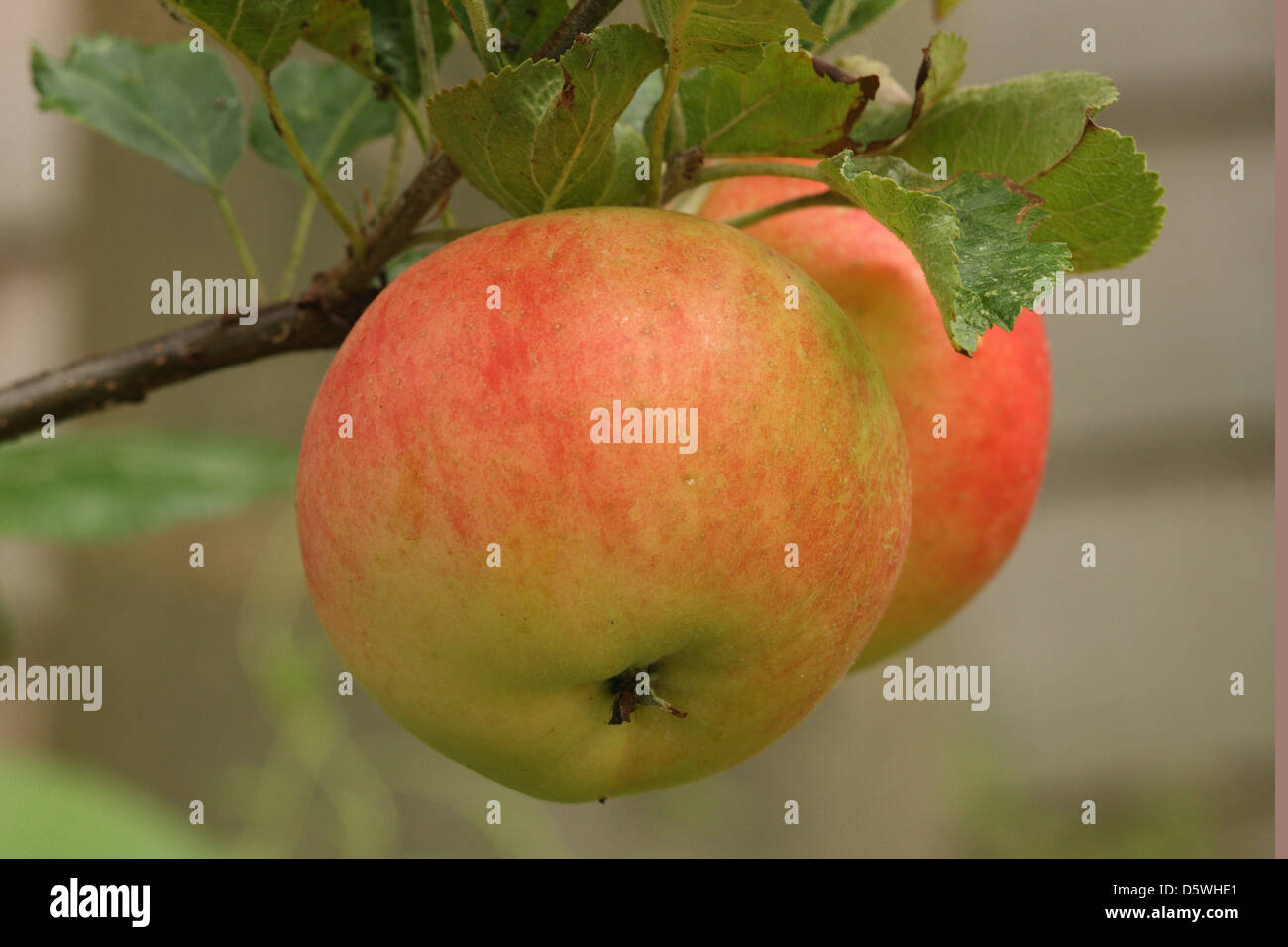 Discovery Apple High Resolution Stock Photography and Images - Alamy