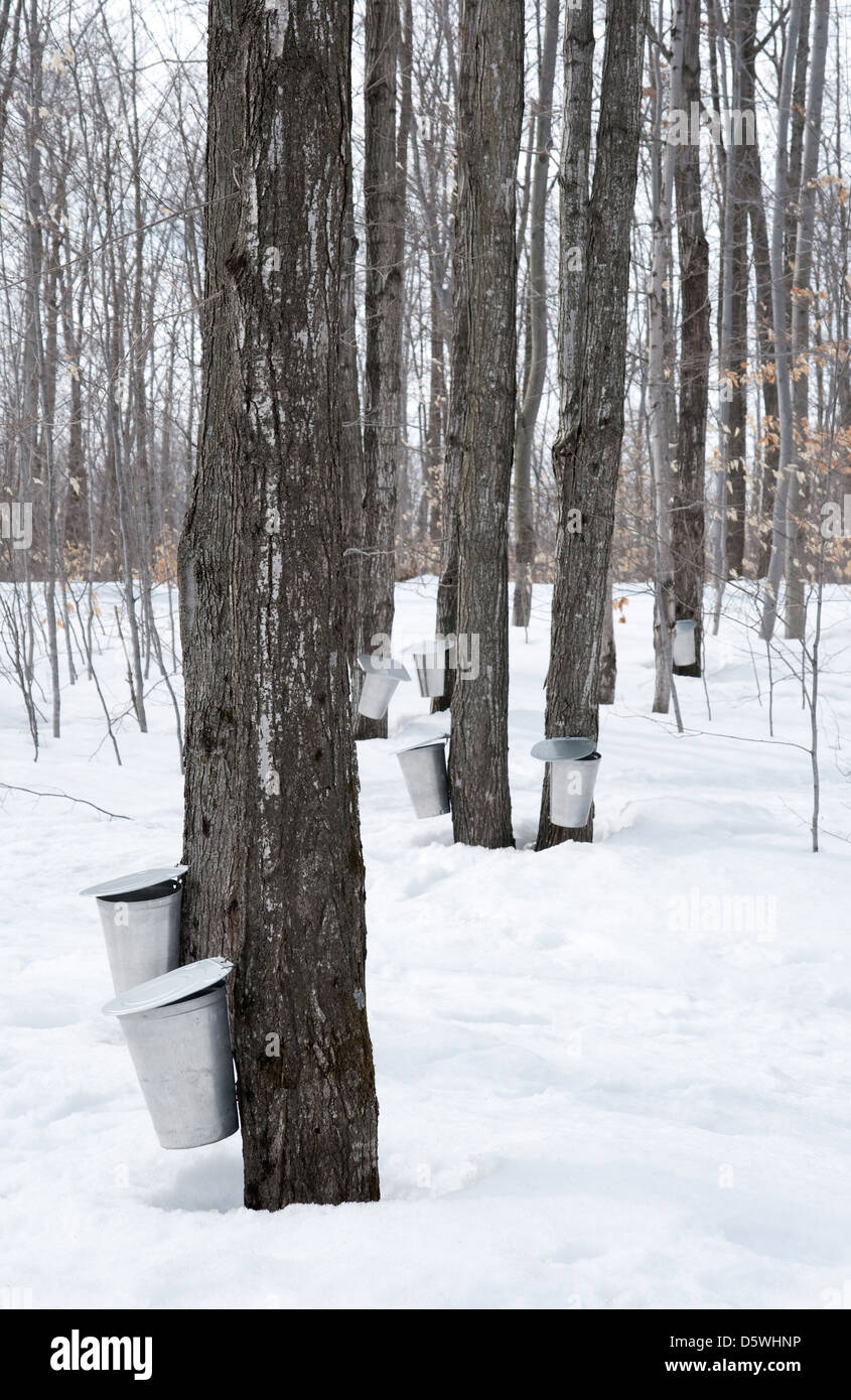 Collecting sap for maple syrup production. Quebec, Canada Stock Photo ...