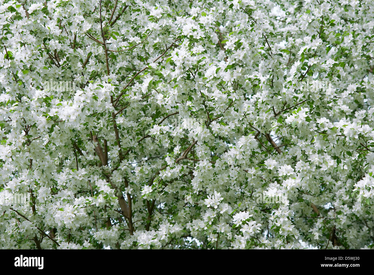 White blossom background. Spring orchard Stock Photo - Alamy