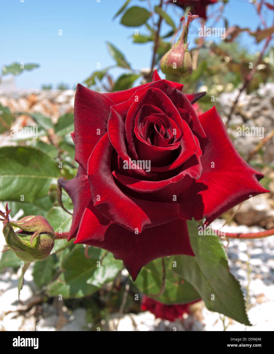 Red silk rose hi-res stock photography and images - Alamy