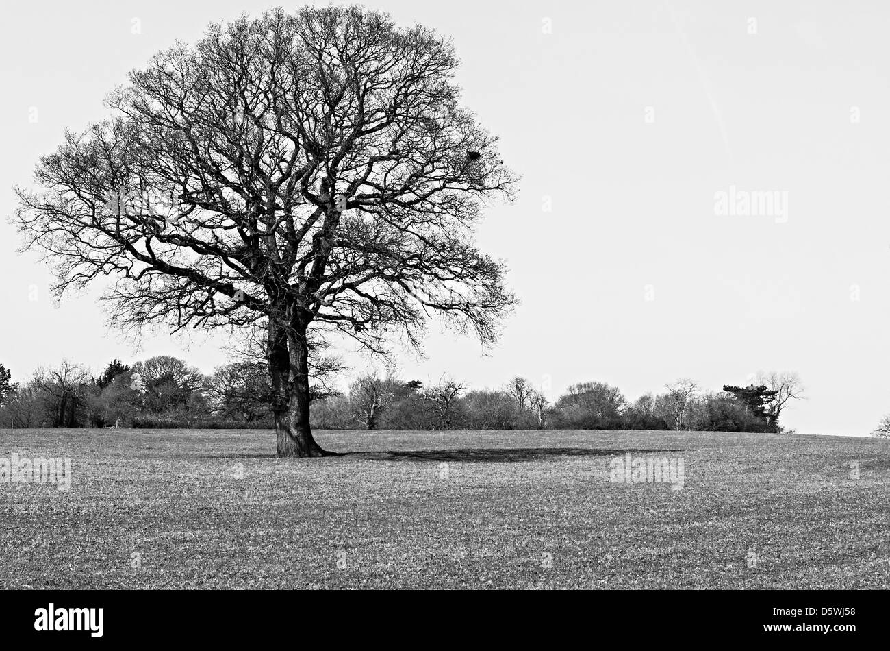 Tree nests Black and White Stock Photos & Images - Alamy