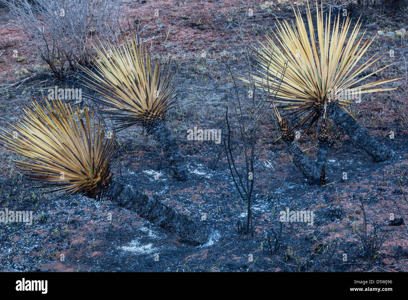 burnt yucca and bushes after Galena wildfire Stock Photo - Alamy
