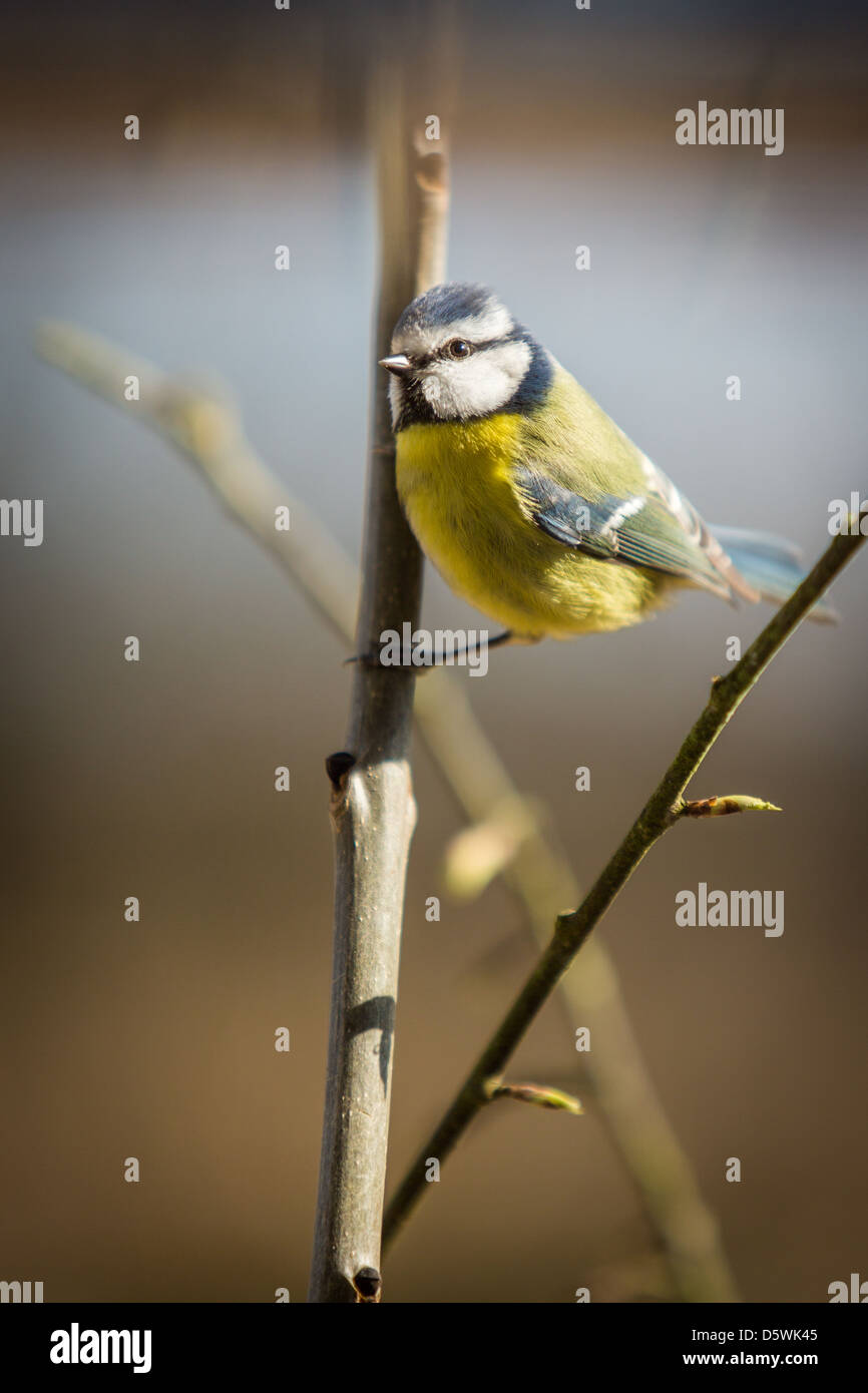 Blue tit on ash twig Stock Photo - Alamy