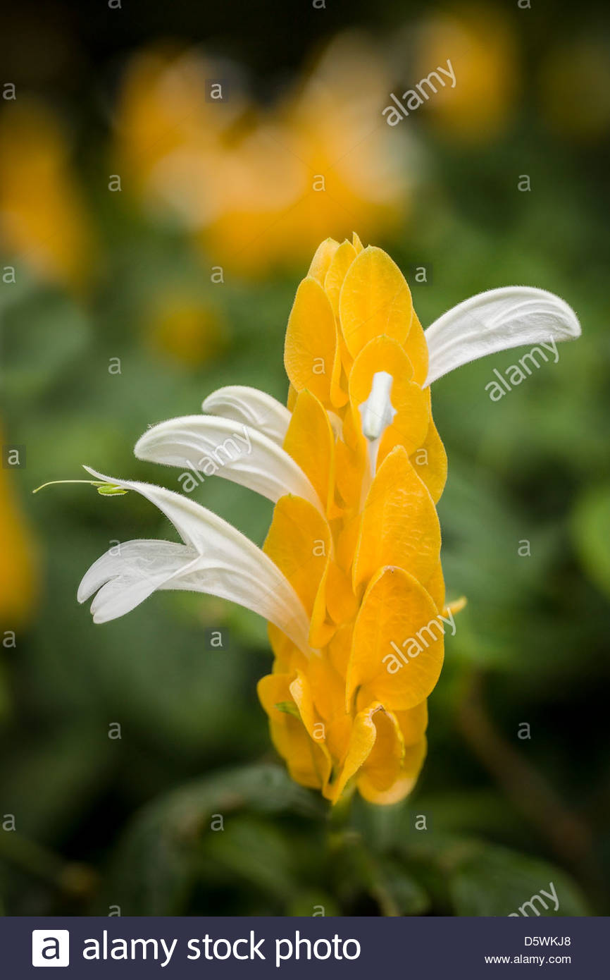 Golden Shrimp Plant Pachystachys Lutea High Resolution Stock ...