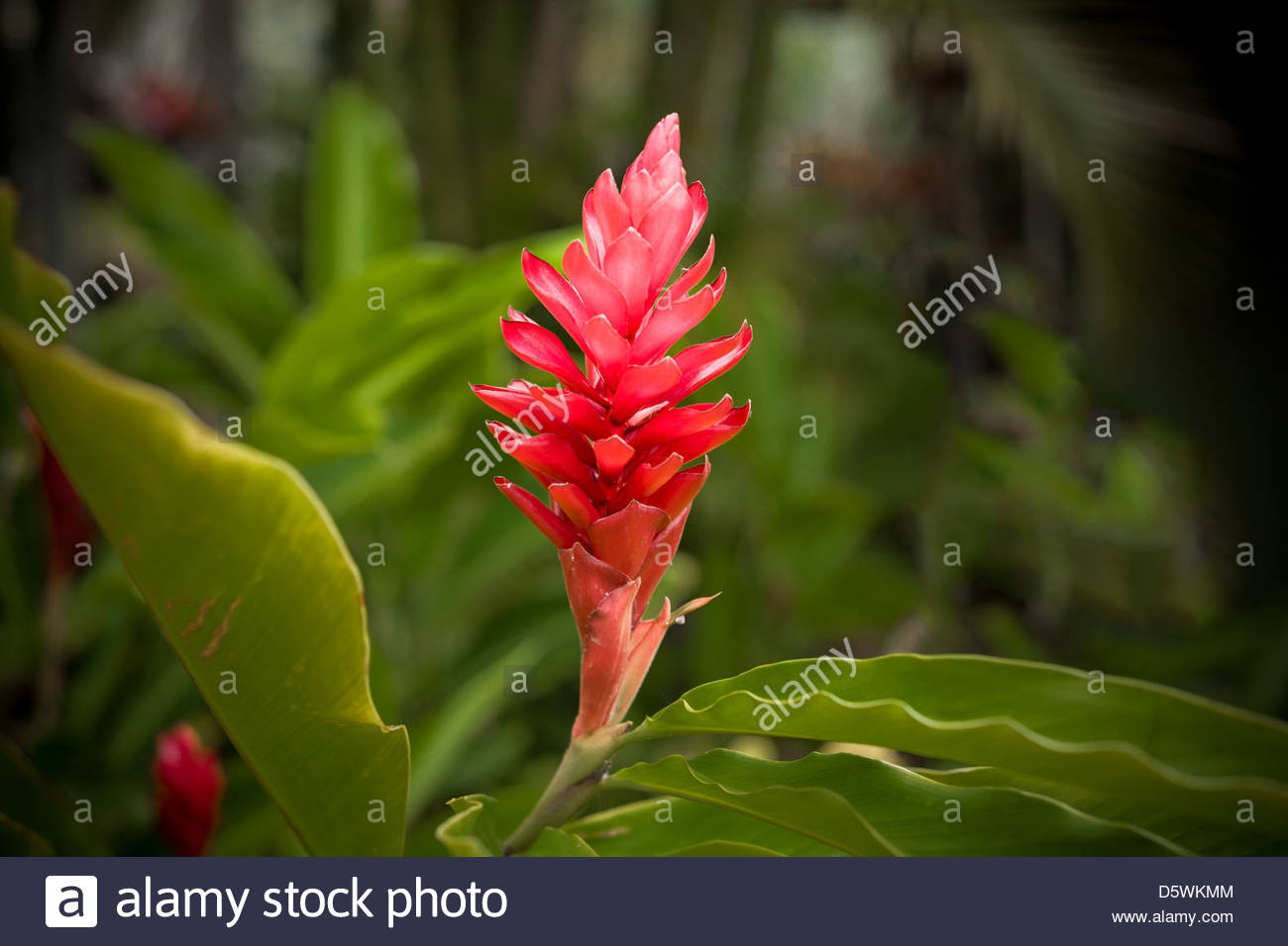 Purpurata High Resolution Stock Photography and Images - Alamy