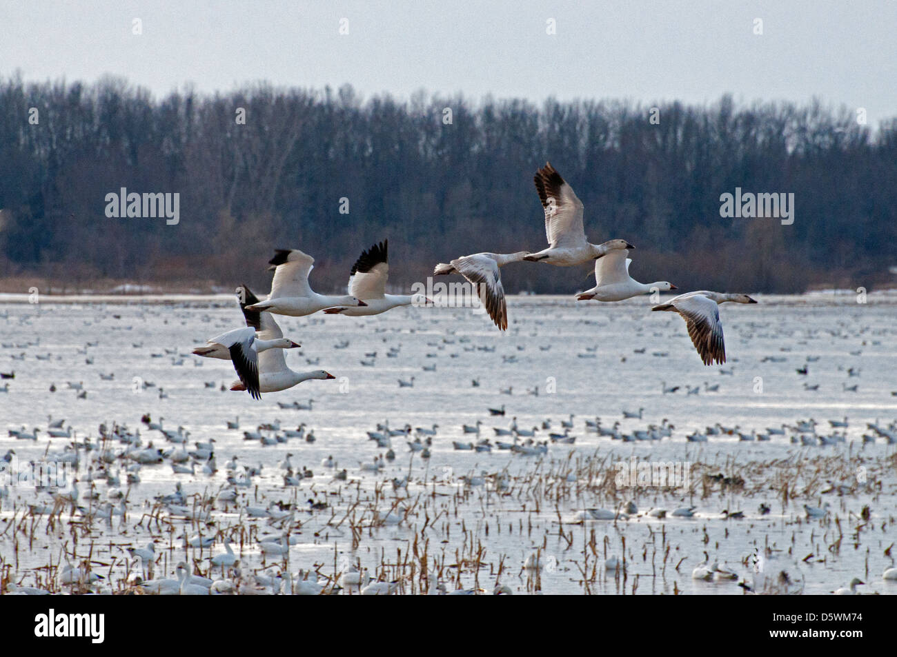 Geese during migration hi-res stock photography and images - Alamy