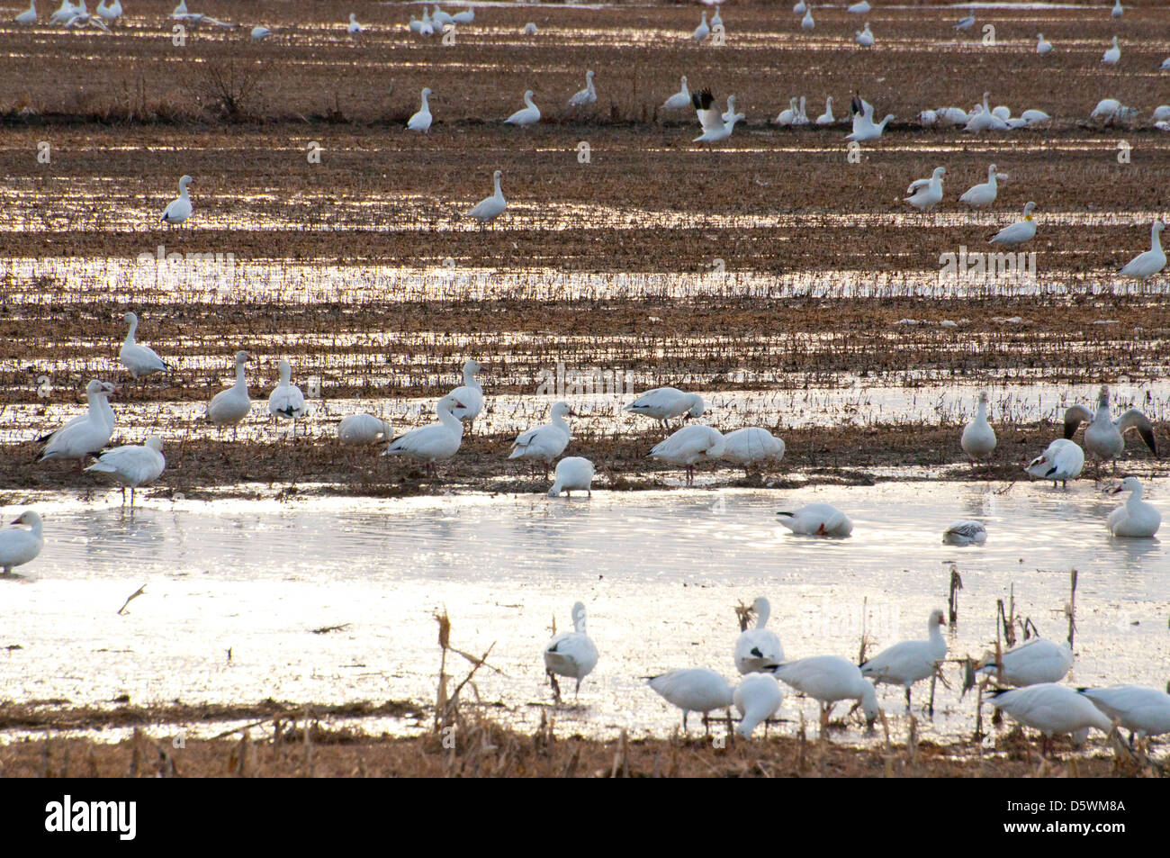 Snow goose on spring hi-res stock photography and images - Alamy