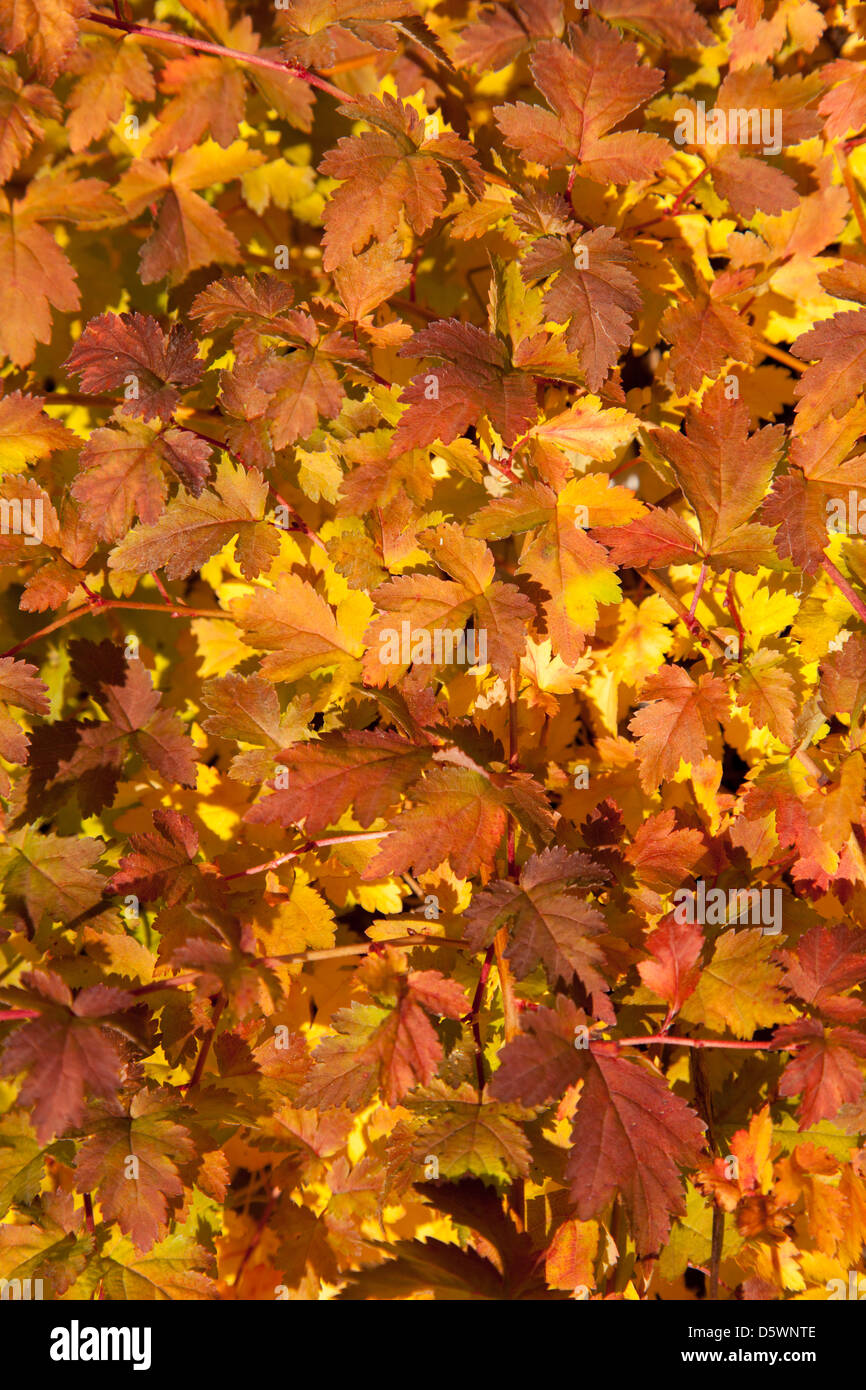 Stephanandra incisa hi-res stock photography and images - Alamy