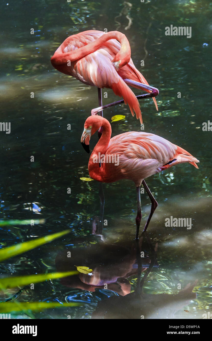 Flamingos In A Woodland Pool Mexico Stock Photo - Alamy