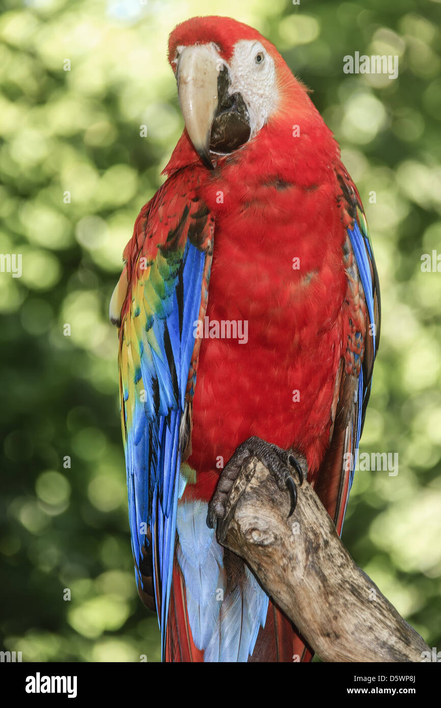 Scarlet Macaw Yucatan Mexico Stock Photo - Alamy