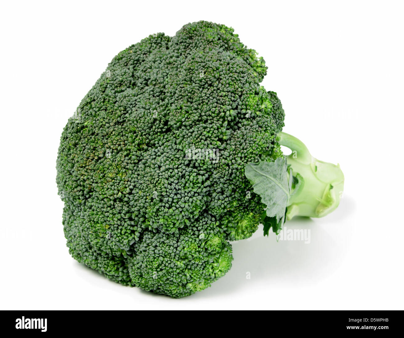 Ripe fresh broccoli isolated on white background Stock Photo - Alamy
