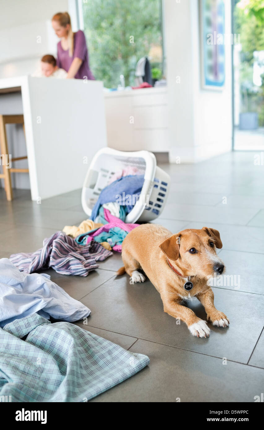 Dog sitting by spilled laundry basket Stock Photo - Alamy
