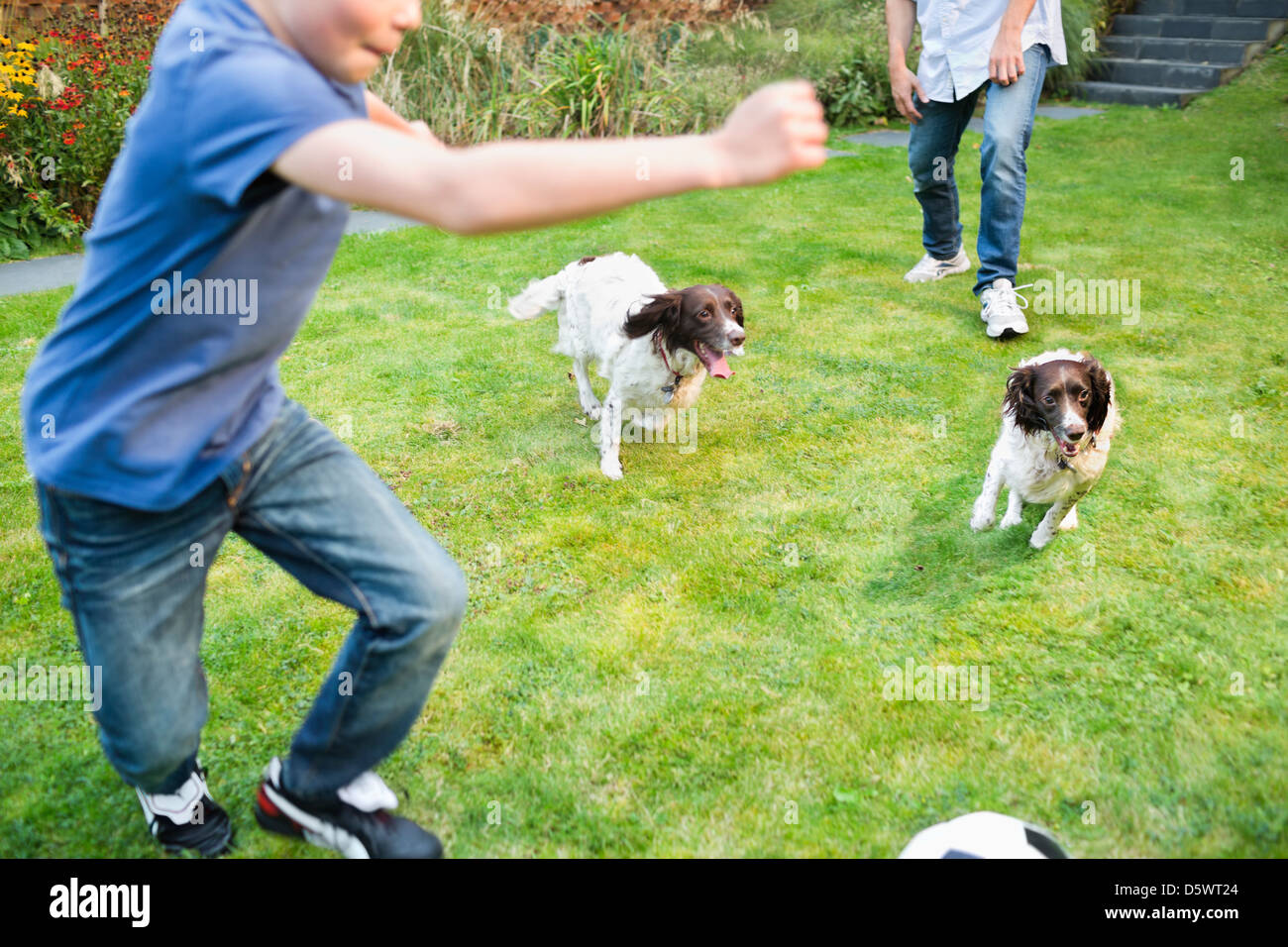 Family and dog playing in park Stock Photo - Alamy