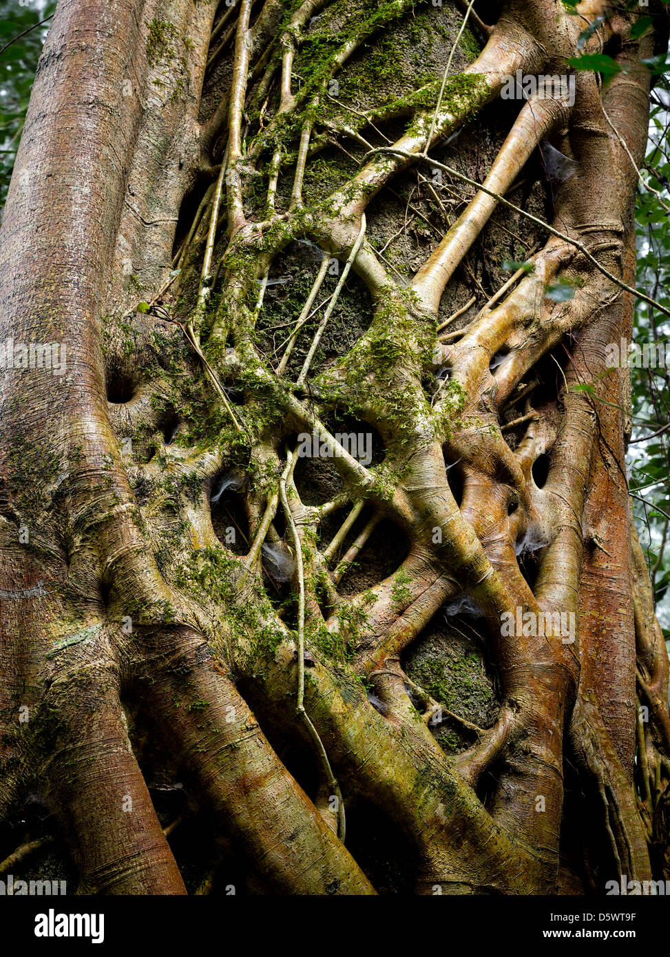 Roots of parasitic tree Stock Photo - Alamy