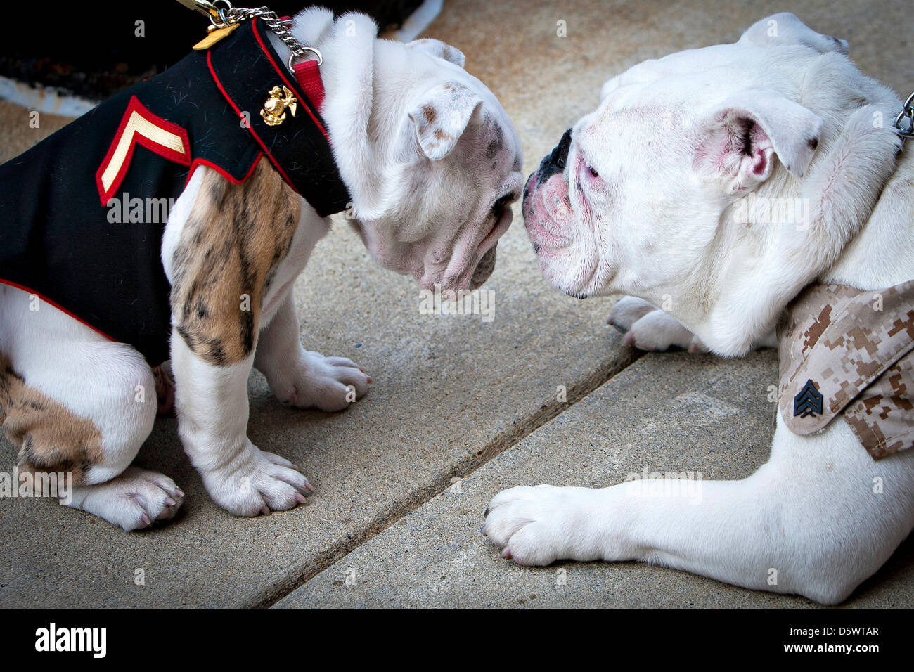Pfc. Chesty XIV, official mascot of the Marine Corps in-training, left ...