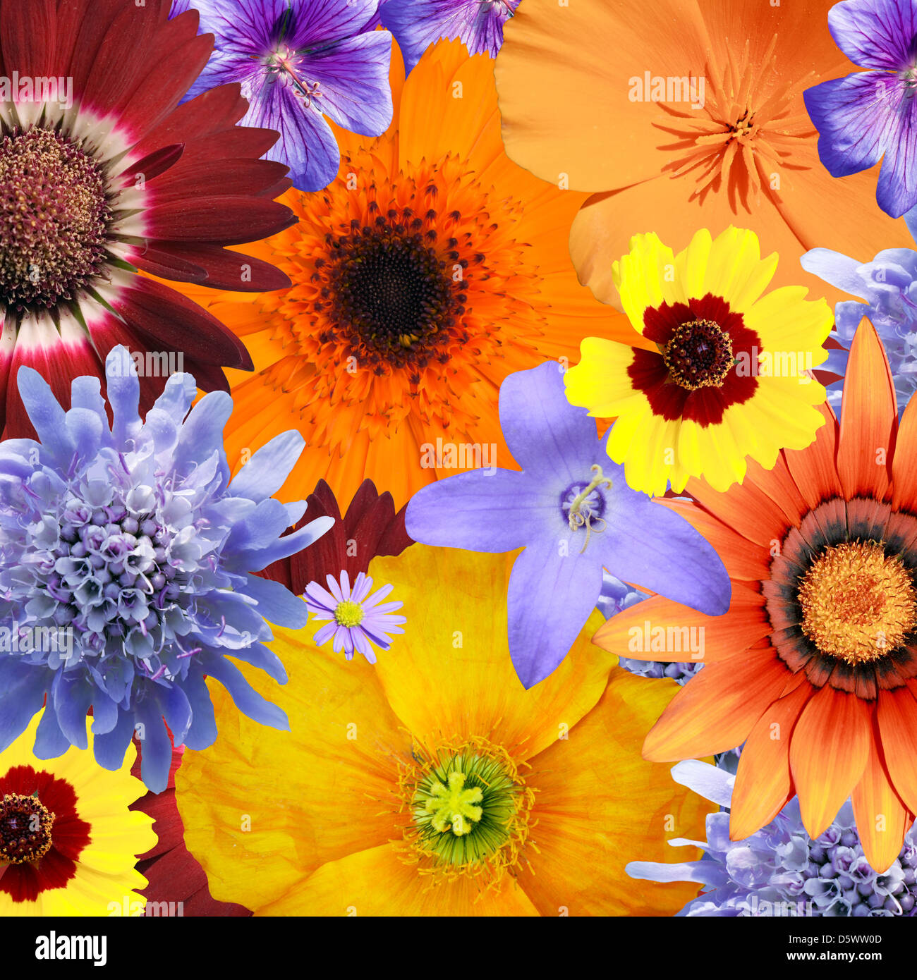 mix of flowers Stock Photo - Alamy