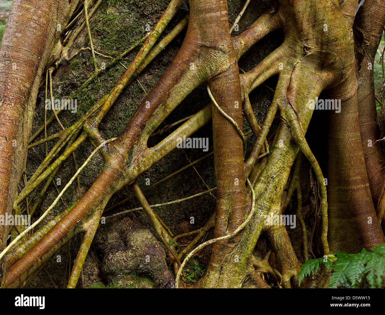 Parasitic structure hi-res stock photography and images - Alamy