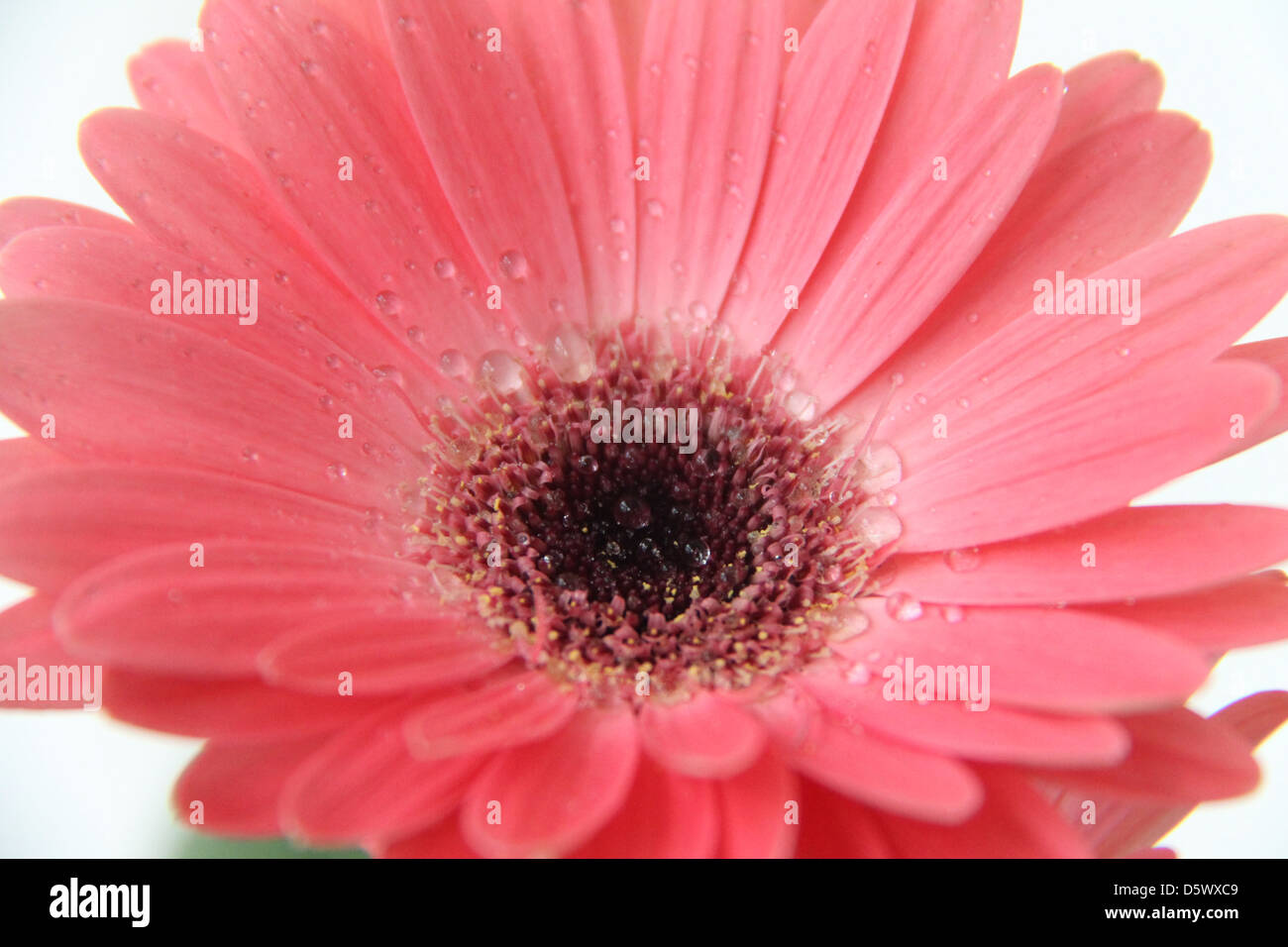 Daisey flower hi-res stock photography and images - Alamy