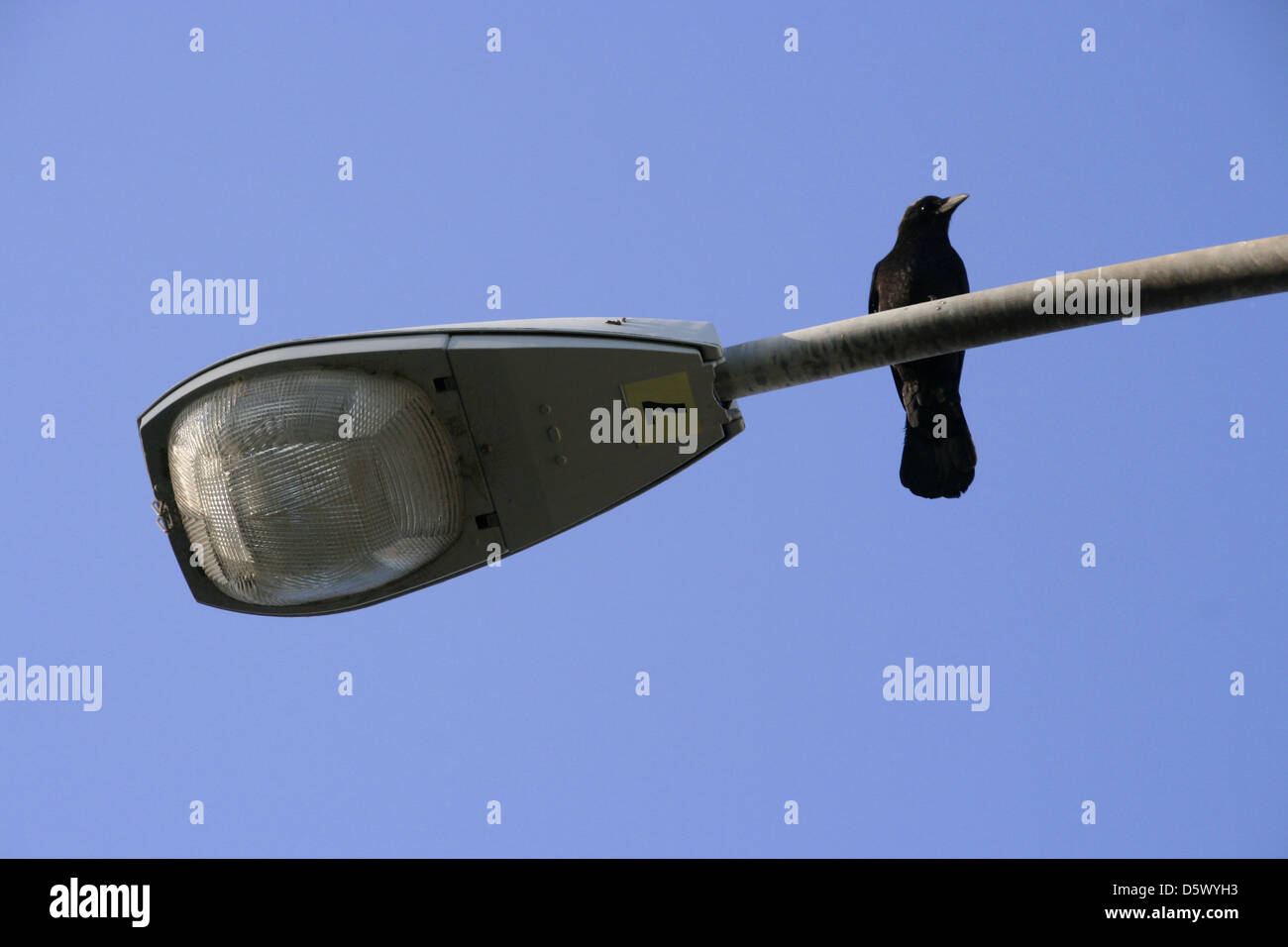 Black bird crow hi-res stock photography and images - Alamy