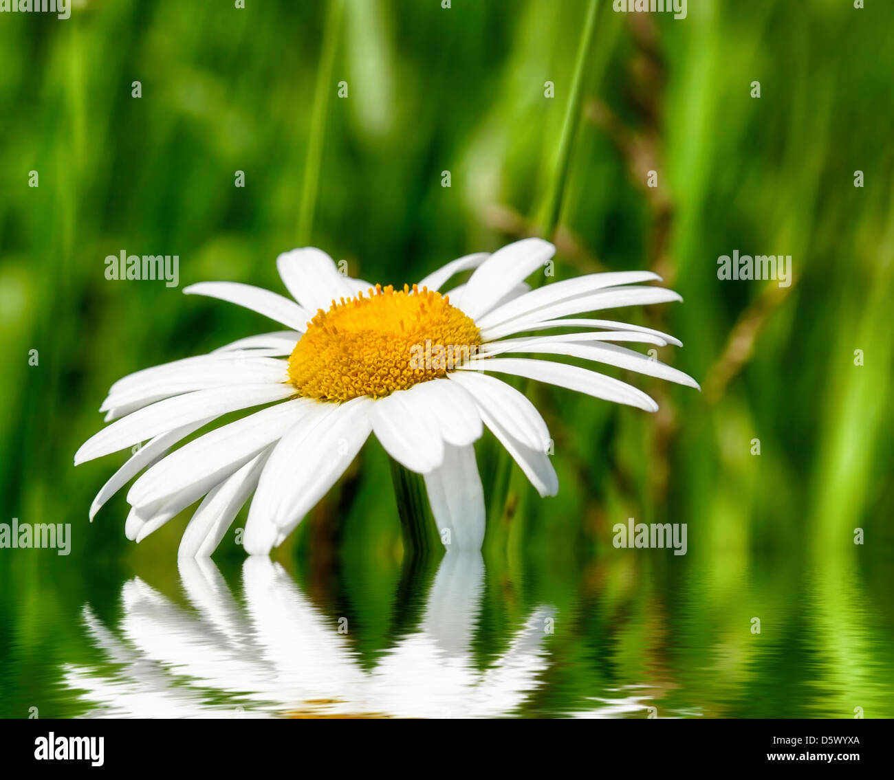 Spring is coming Stock Photo - Alamy