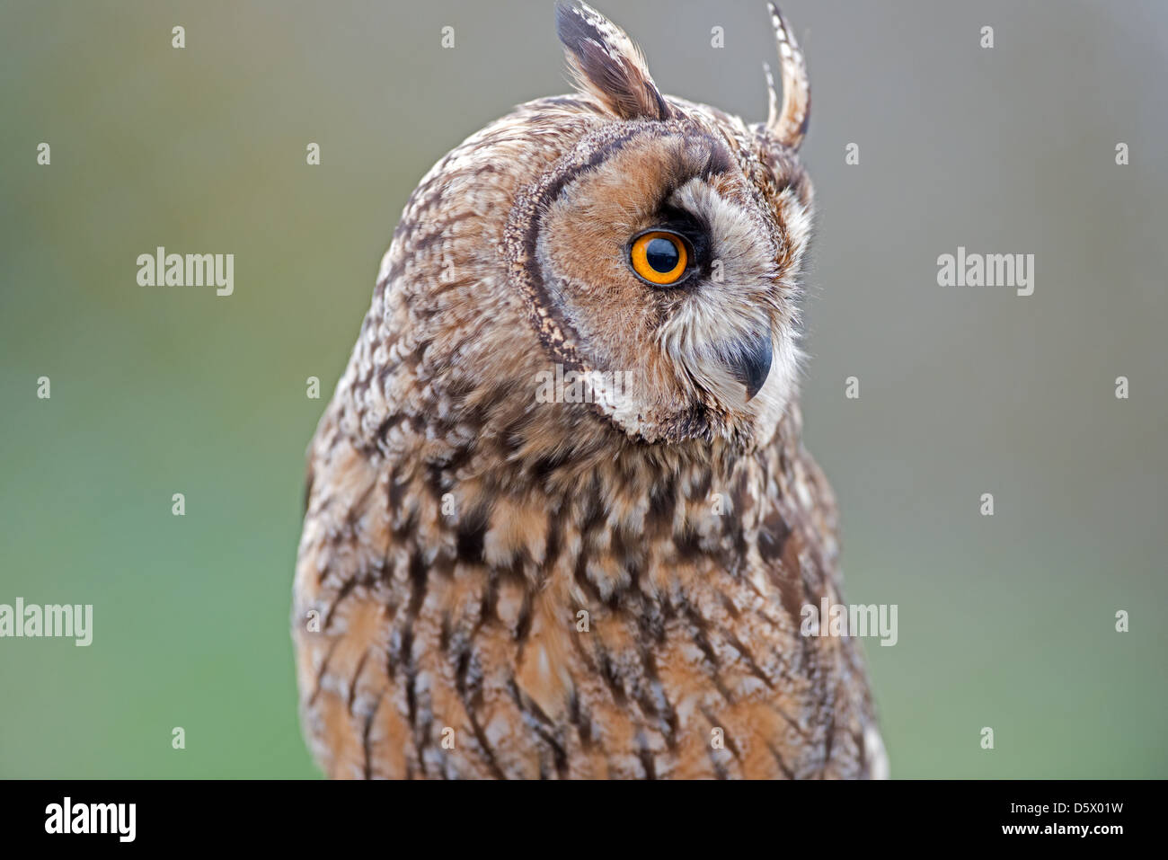 Long eared owl uk hi-res stock photography and images - Alamy