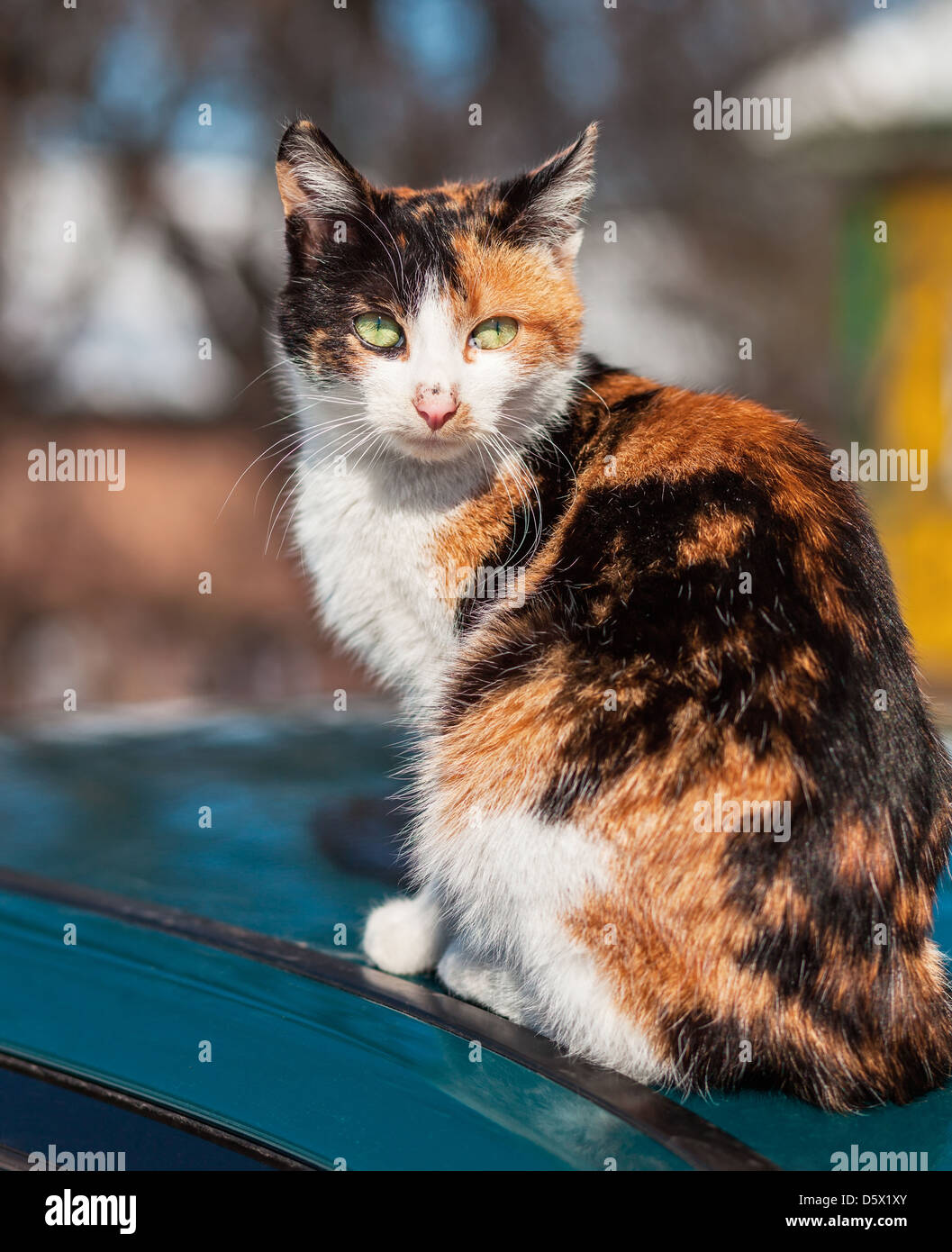 three-colored cat sitting on the street Stock Photo - Alamy