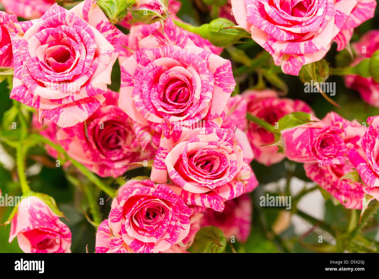 beautiful flowers in close-up shot Stock Photo - Alamy