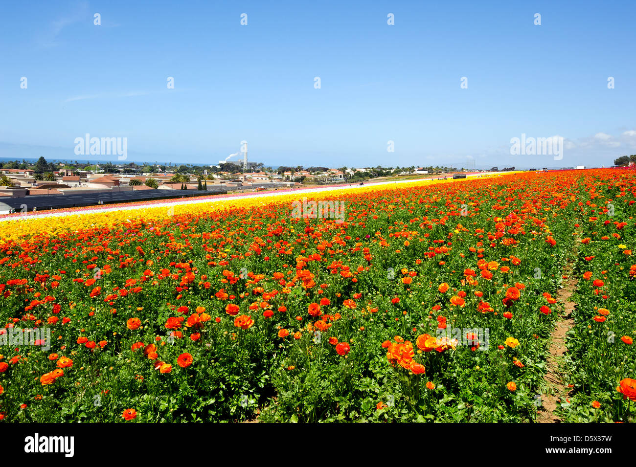How to grow ranunculus hi-res stock photography and images - Alamy
