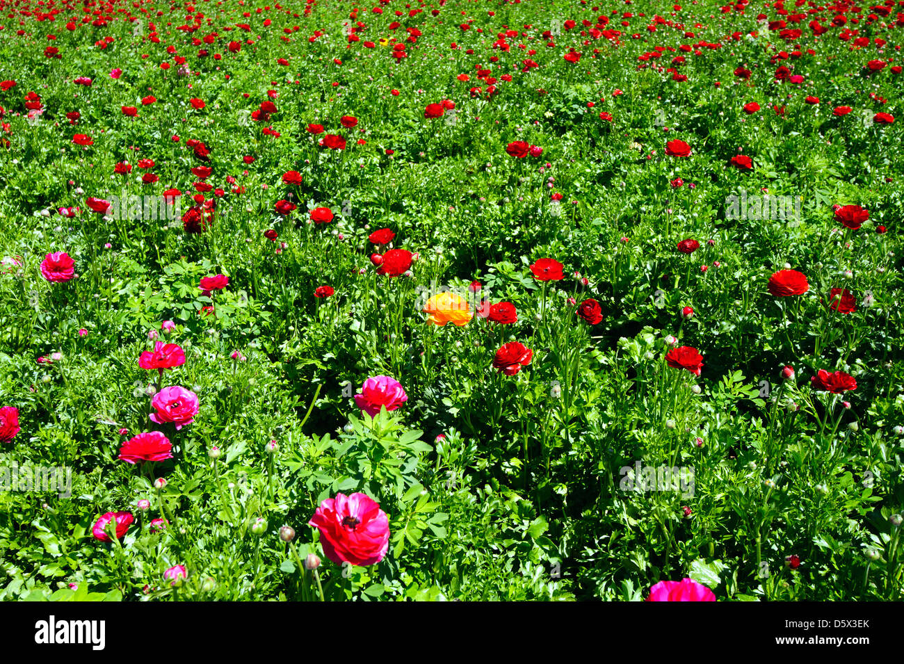 How to grow ranunculus hi-res stock photography and images - Alamy